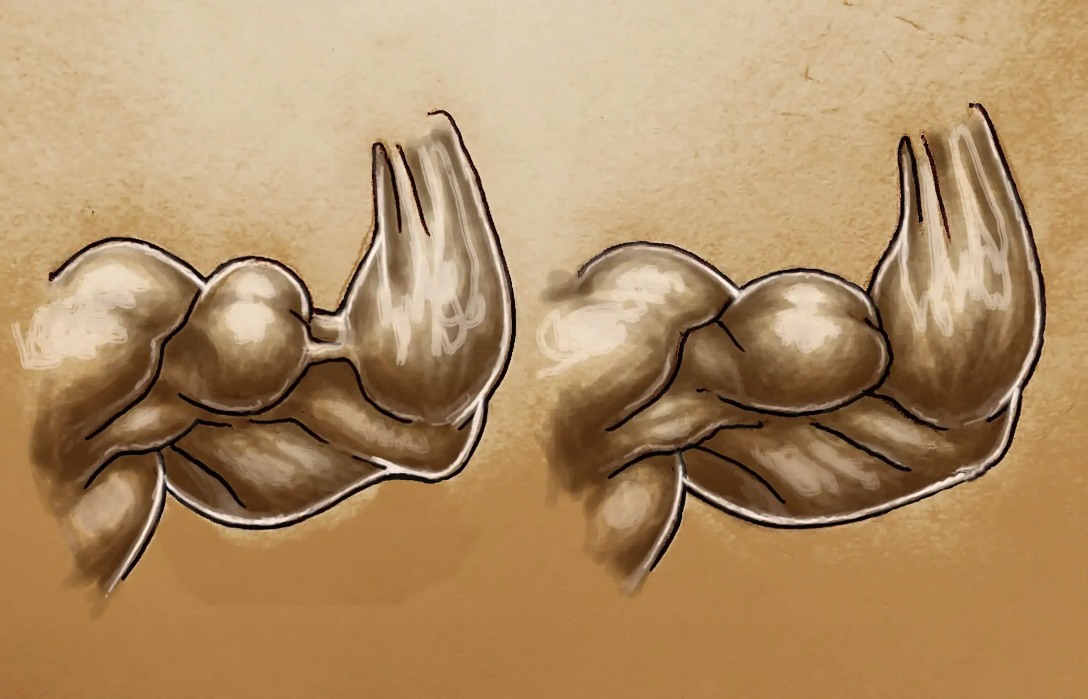 Biceps court ou long : Découvrez comment distinguer la différence ...