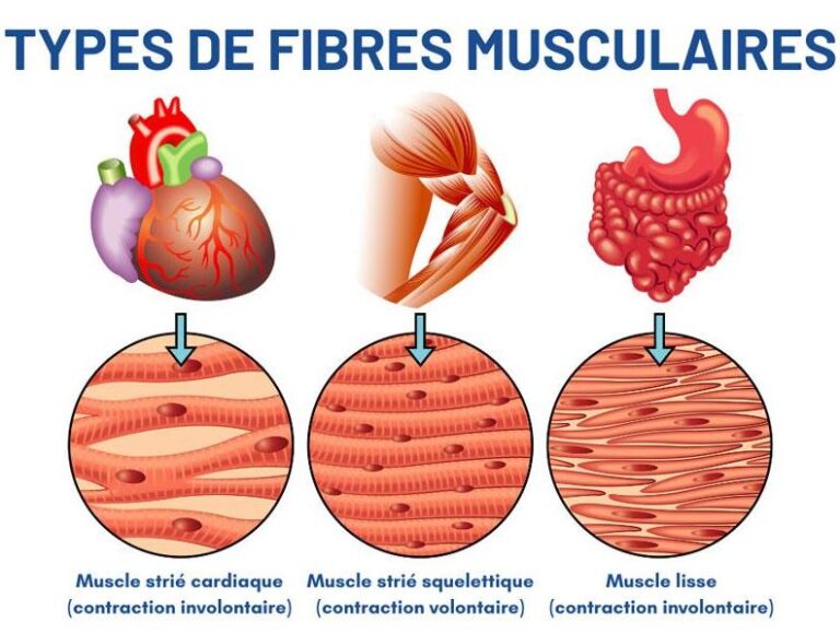 Les différents types de muscles - Gymnastique Centre
