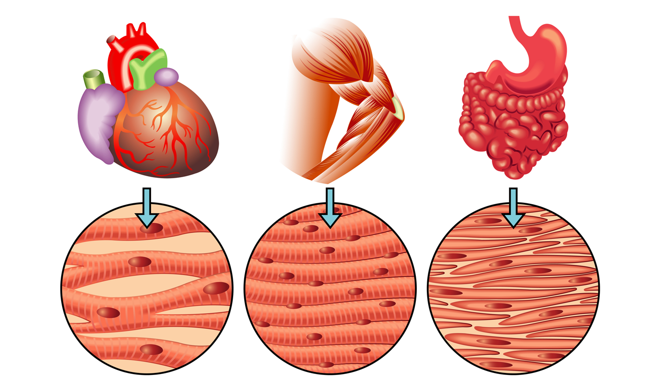 Découvrez les secrets de la structure musculaire : 3 types de muscles ...